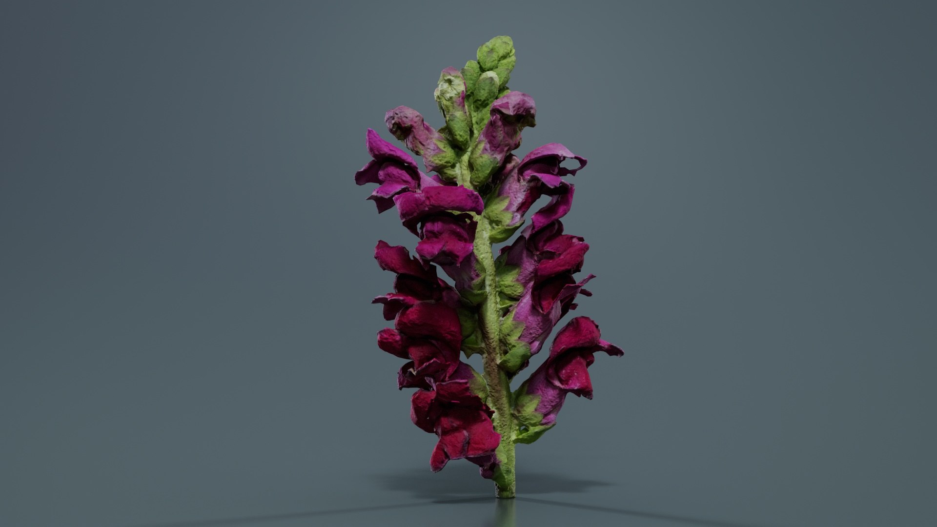 Close Up Great Garden Snapdragon Dragon Plant Antirrhinum Majus ...