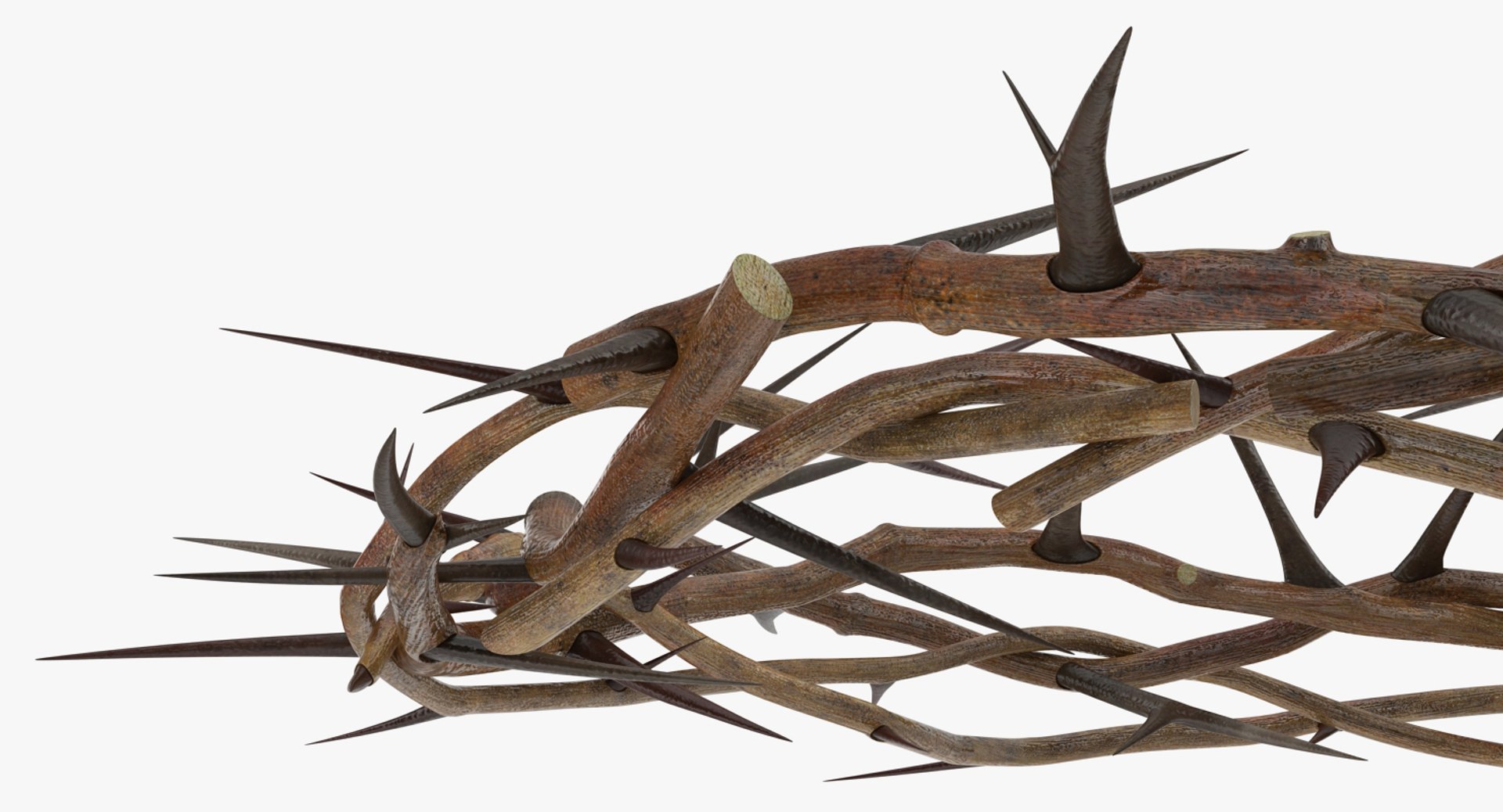 3D Crown Thorns - TurboSquid 1292821
