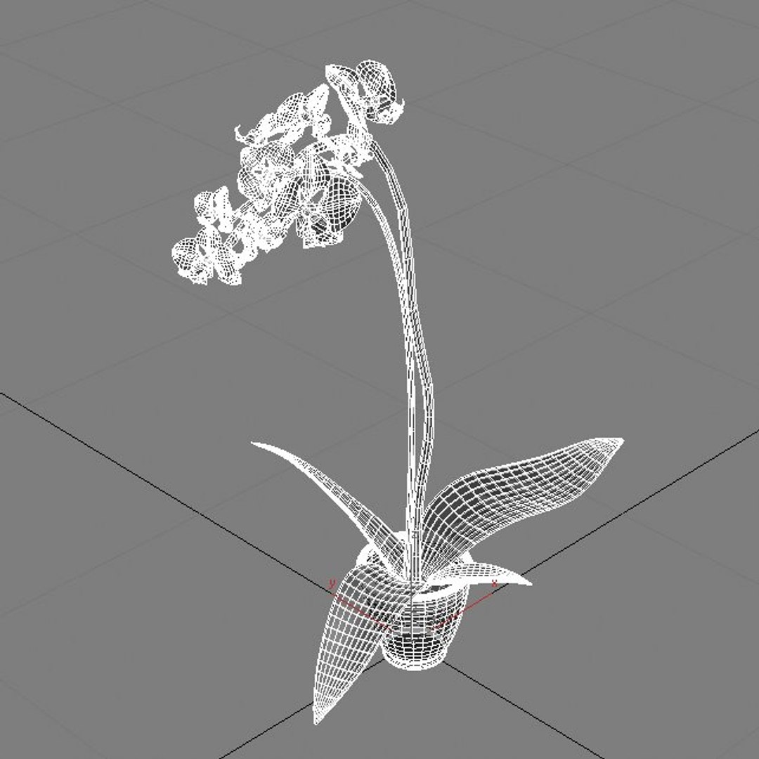 3d orchid model