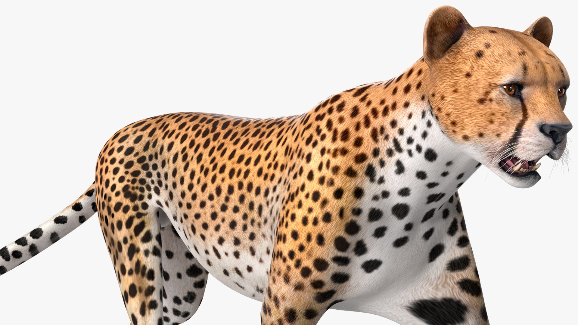 Cheetah With Cub Walking 3D Model - TurboSquid 2371475