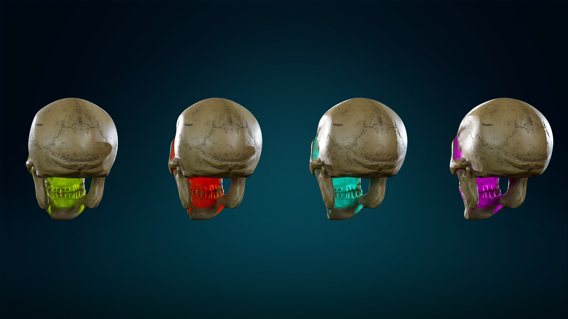 3D Human Skeleton Skull - Yellow- Lowpoly - Game Ready - TurboSquid 2154238