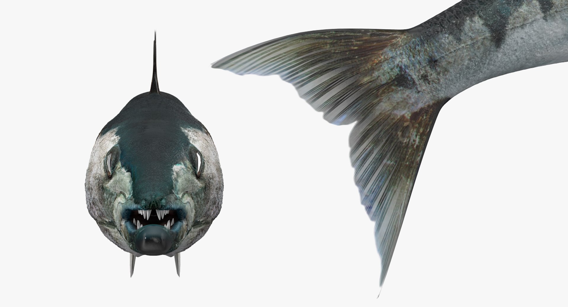 barracuda fish 3d model