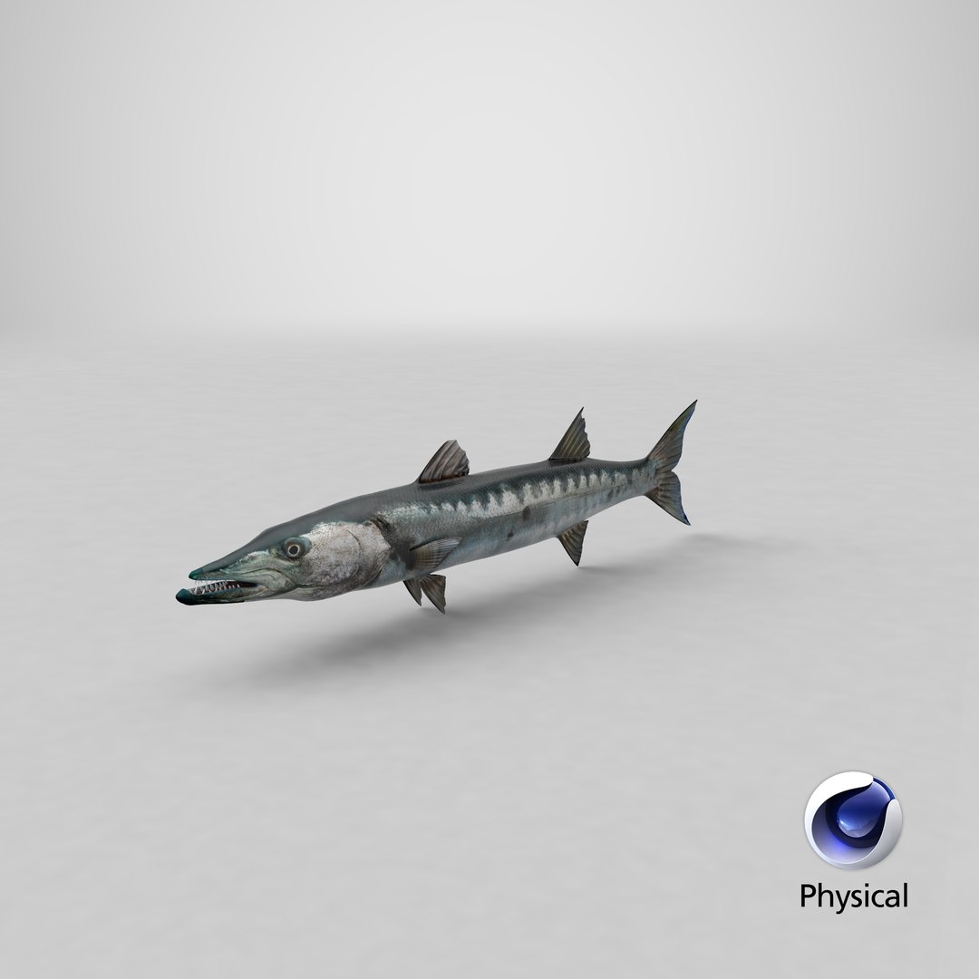barracuda fish 3d model