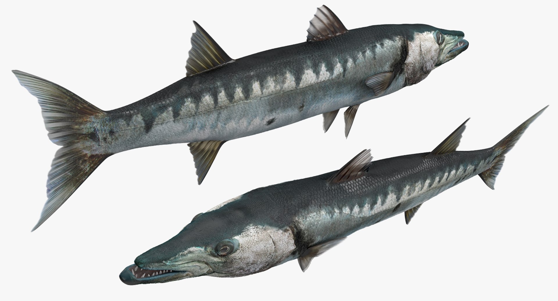 barracuda fish 3d model