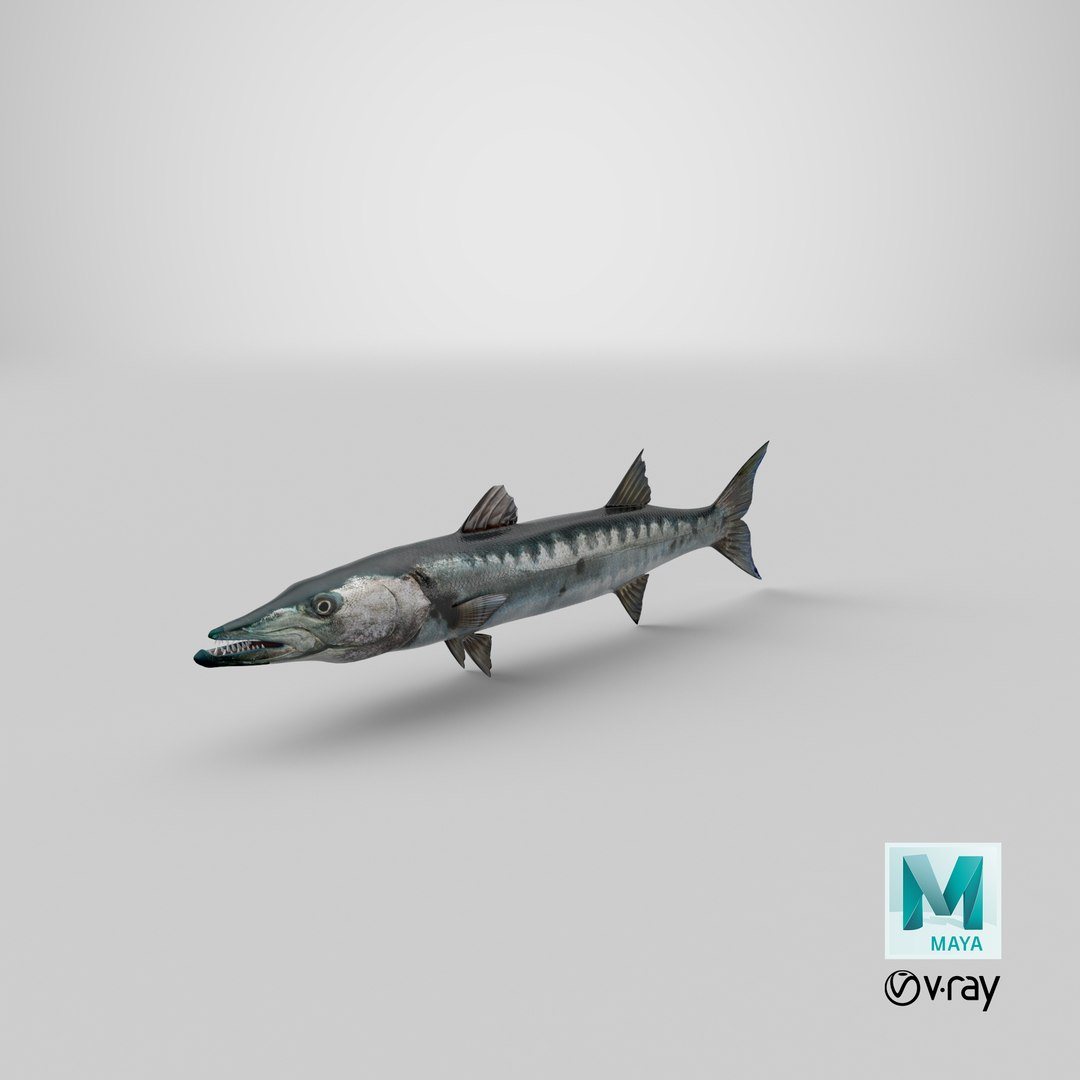 barracuda fish 3d model