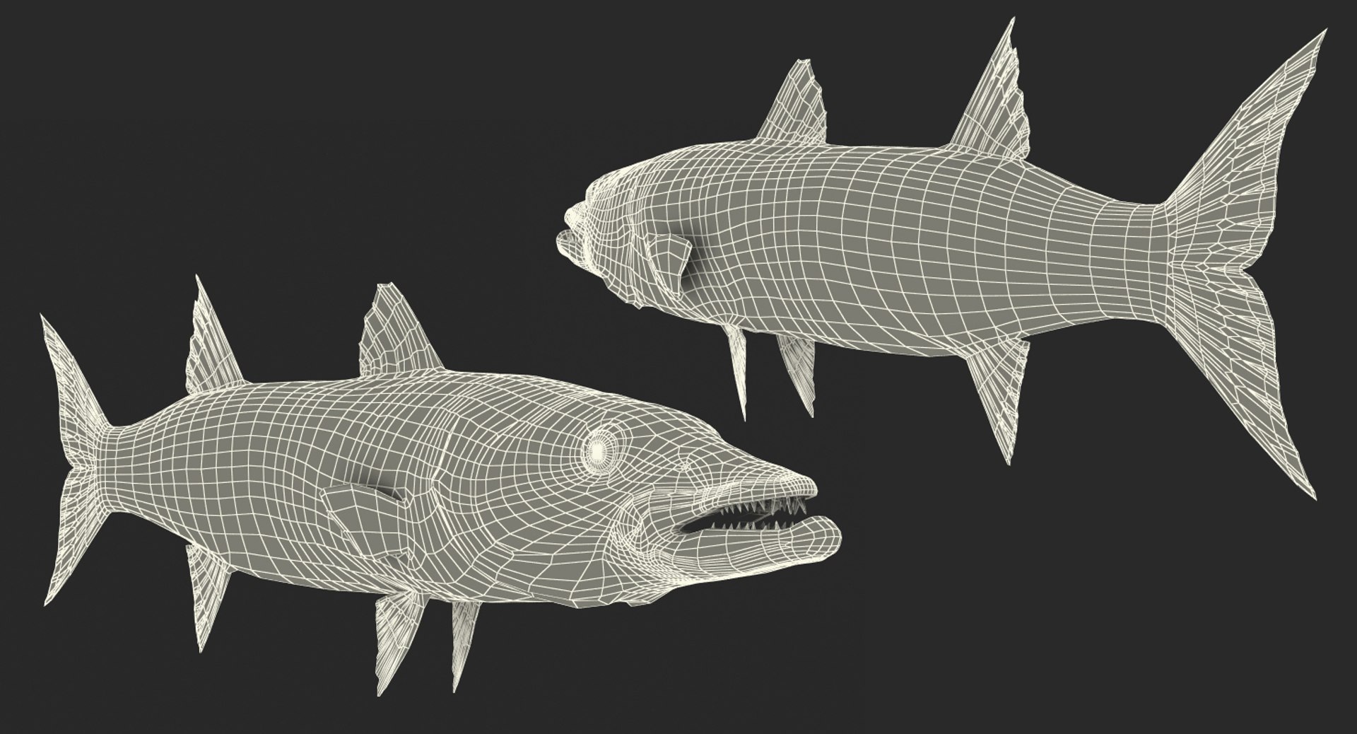 barracuda fish 3d model