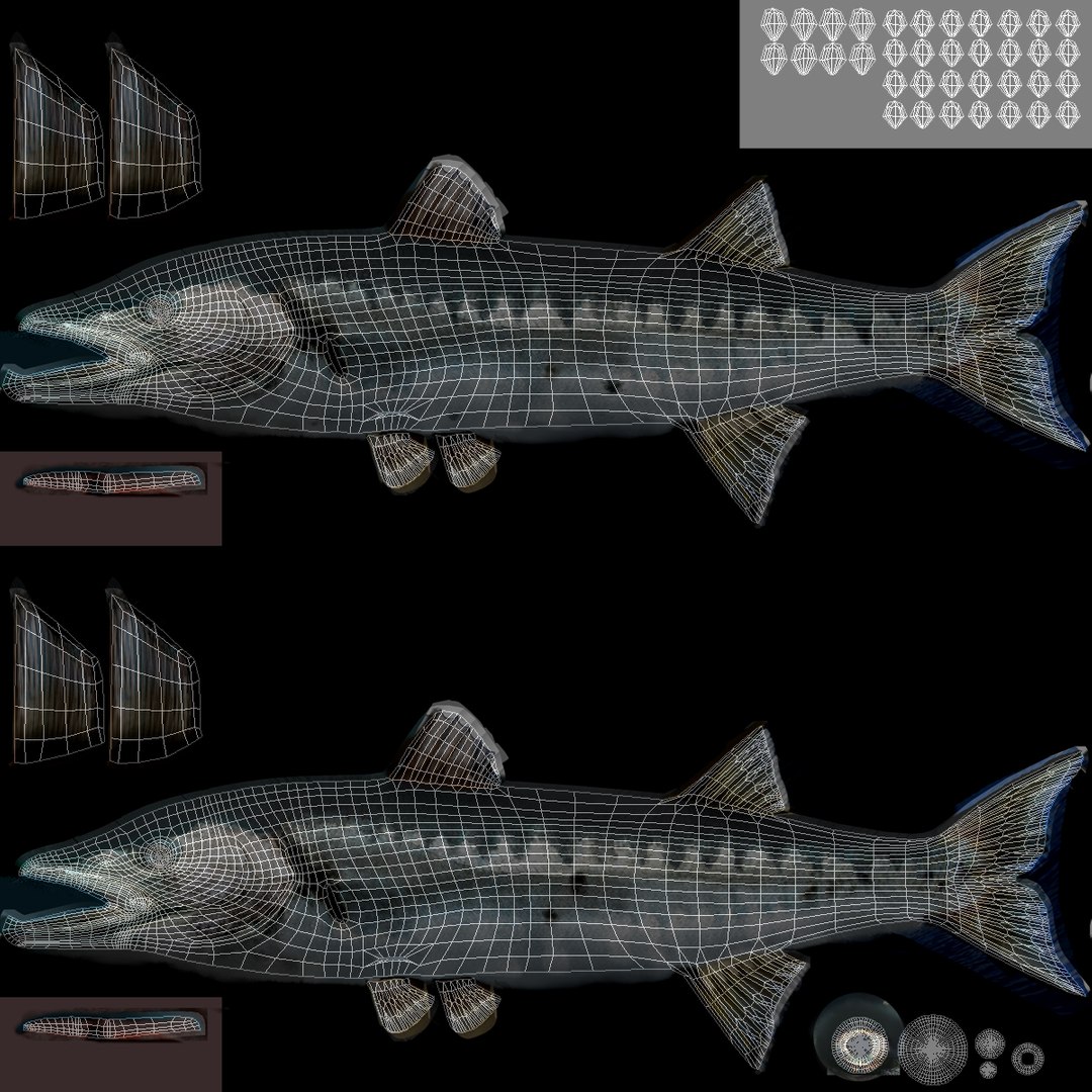 barracuda fish 3d model