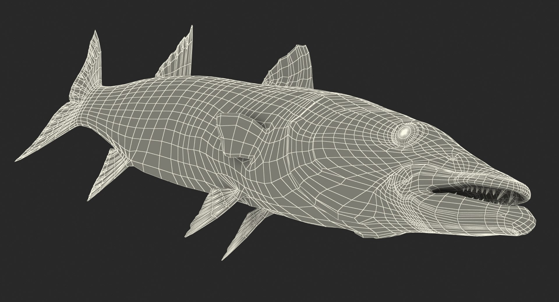 barracuda fish 3d model