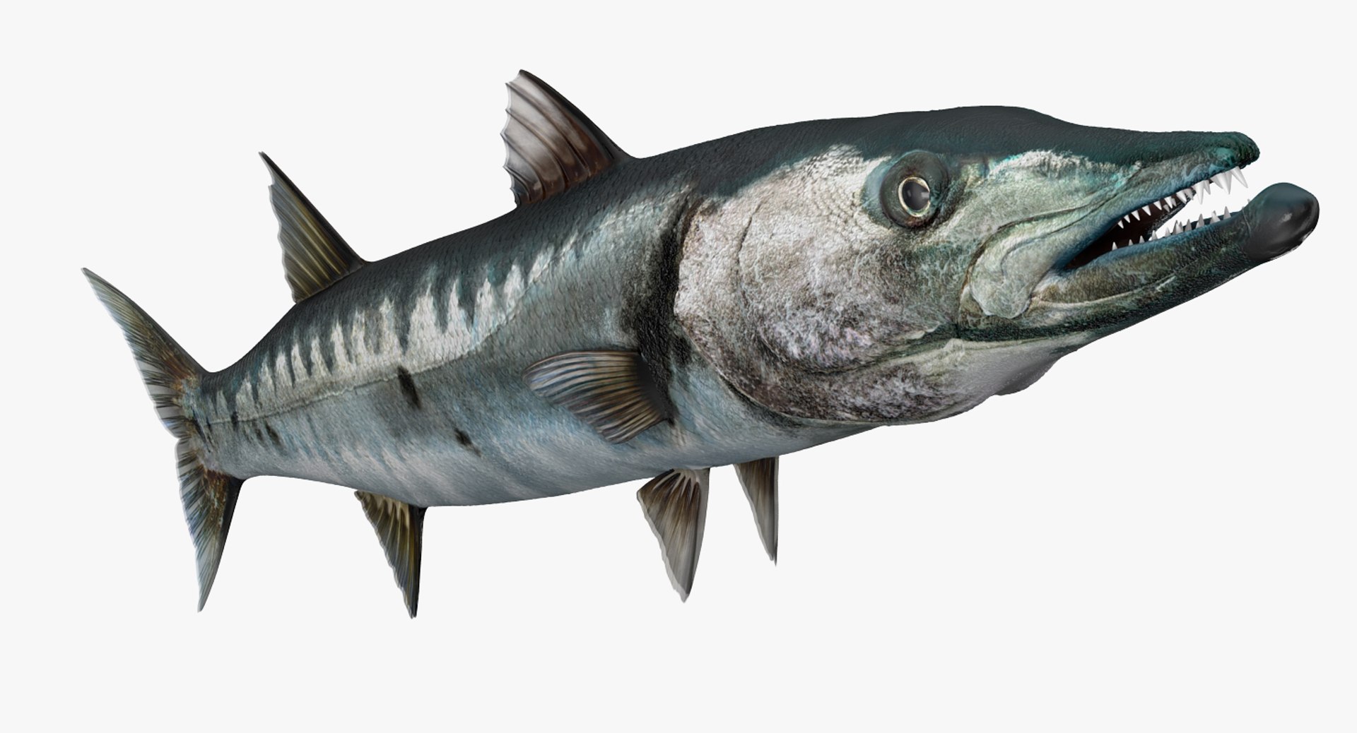 barracuda fish 3d model