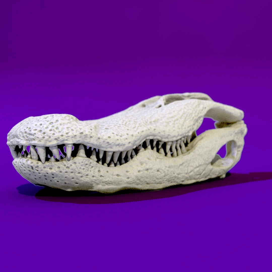 American Aligator Skull Bone 3D Model - TurboSquid 1350043