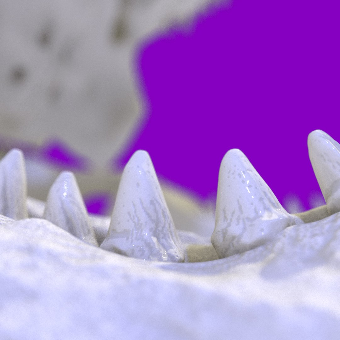 American Aligator Skull Bone 3D Model - TurboSquid 1350043