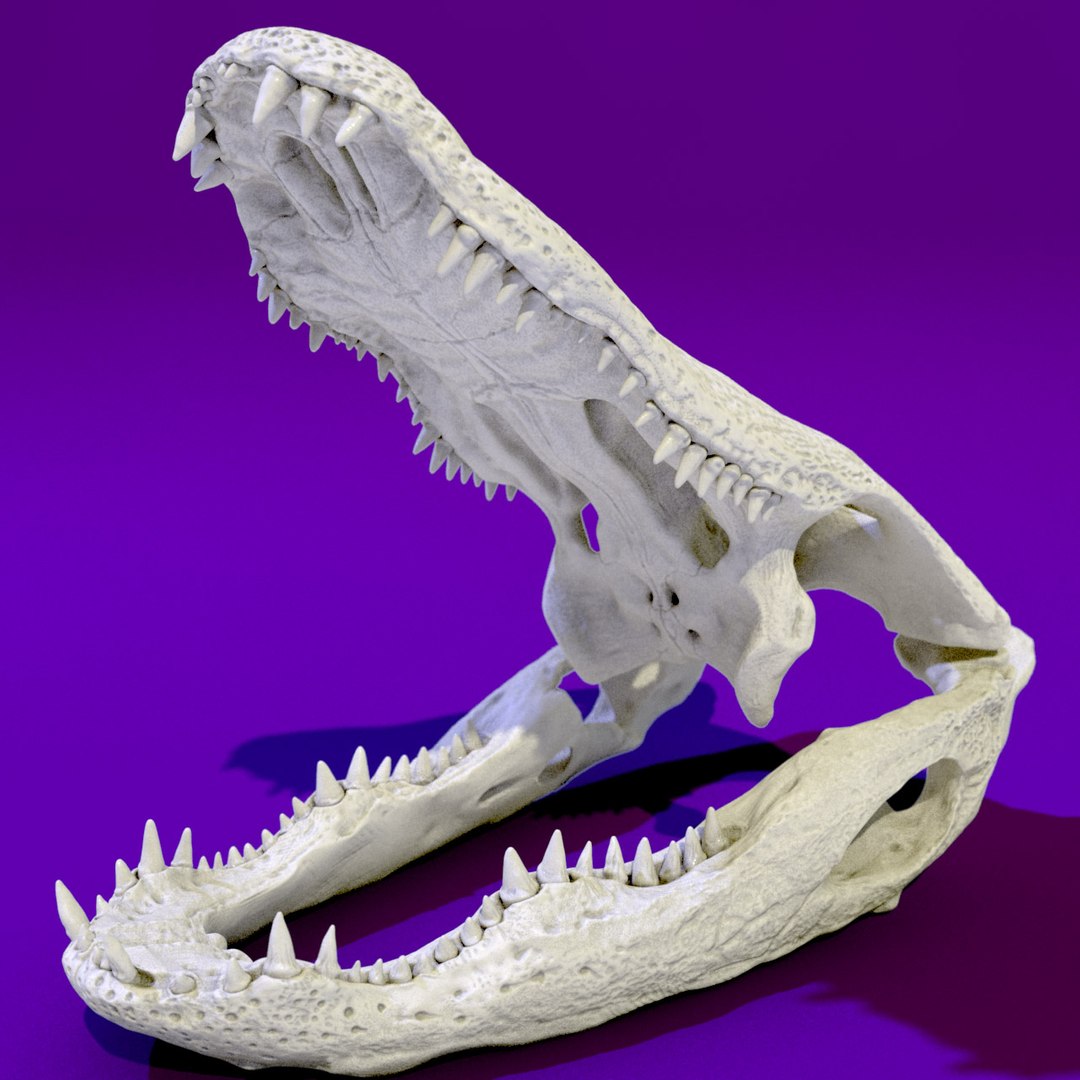American Aligator Skull Bone 3D Model - TurboSquid 1350043