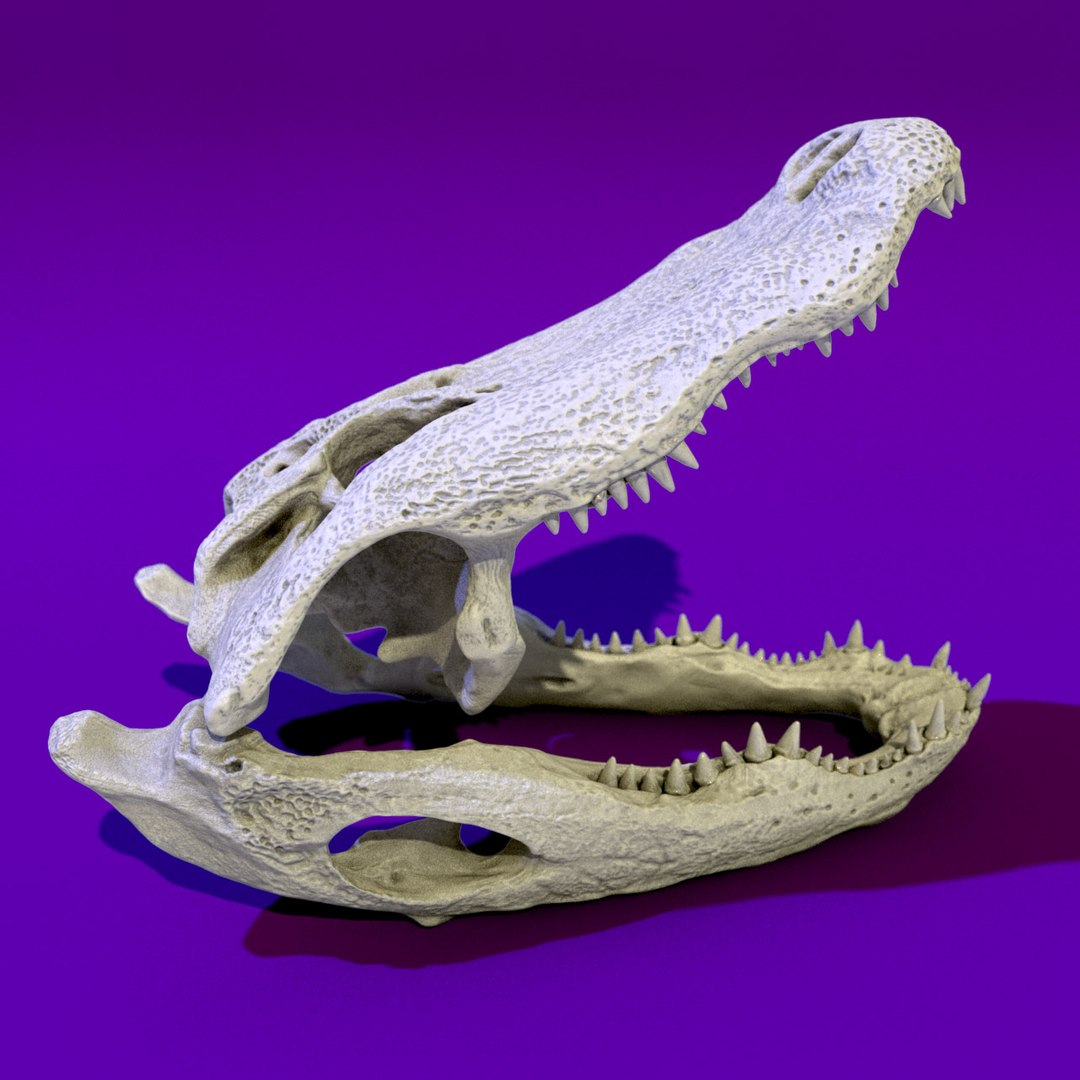 American Aligator Skull Bone 3D Model - TurboSquid 1350043