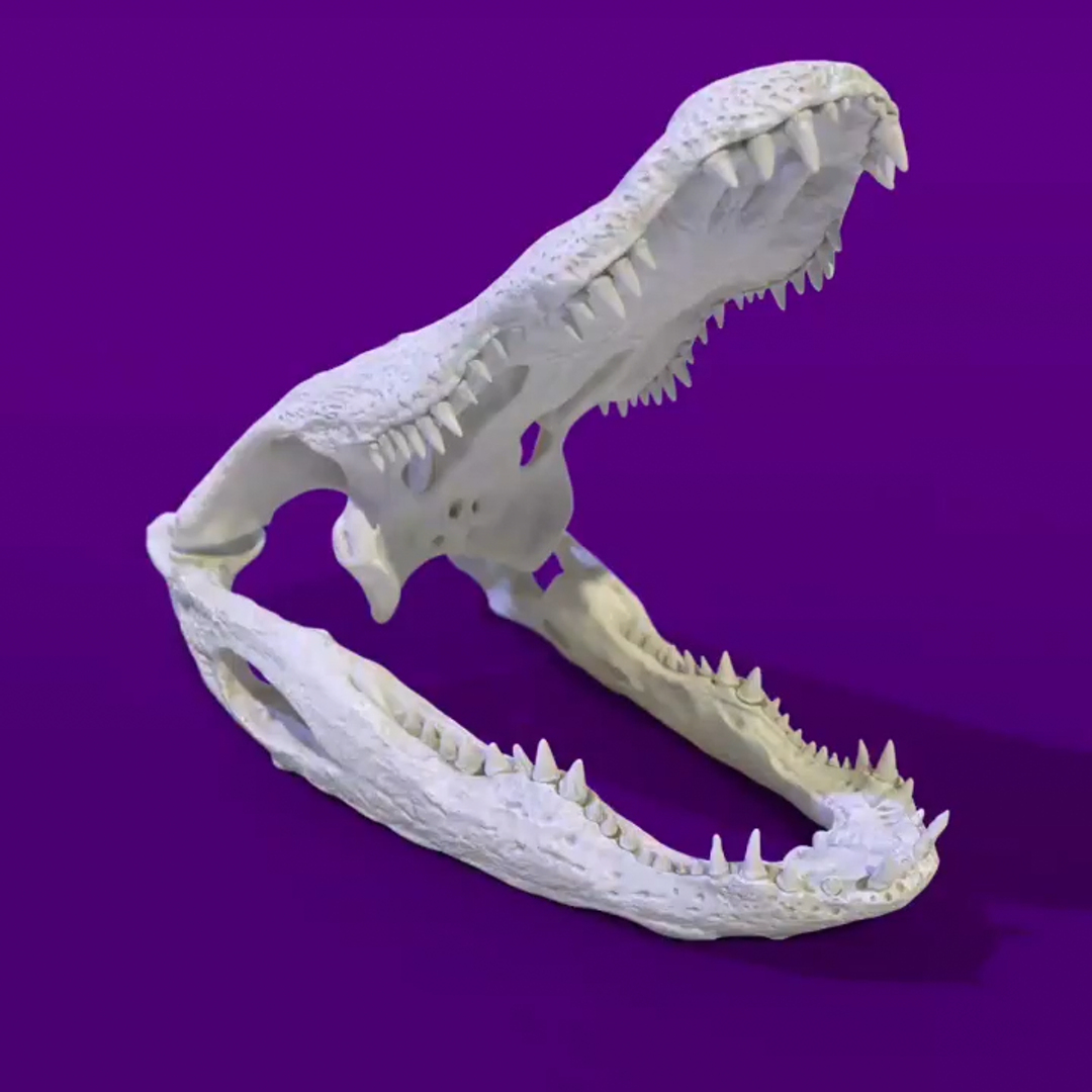 American Aligator Skull Bone 3D Model - TurboSquid 1350043