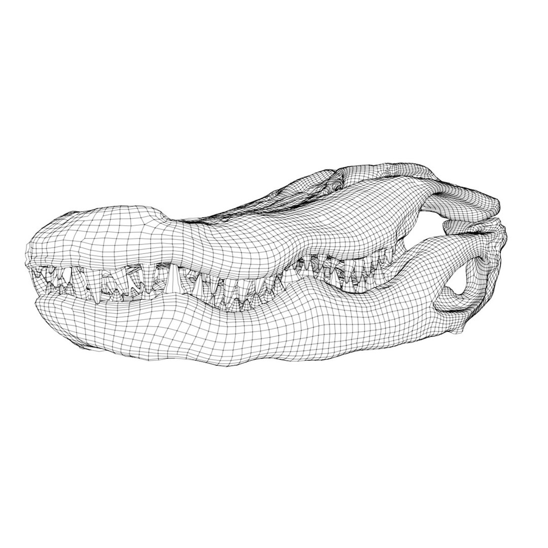 American Aligator Skull Bone 3D Model - TurboSquid 1350043