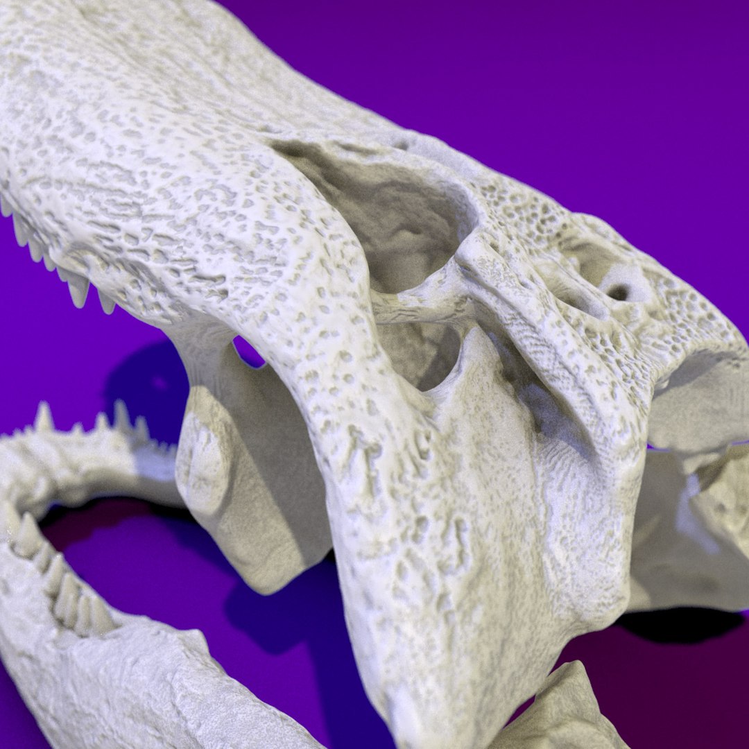 American Aligator Skull Bone 3D Model - TurboSquid 1350043