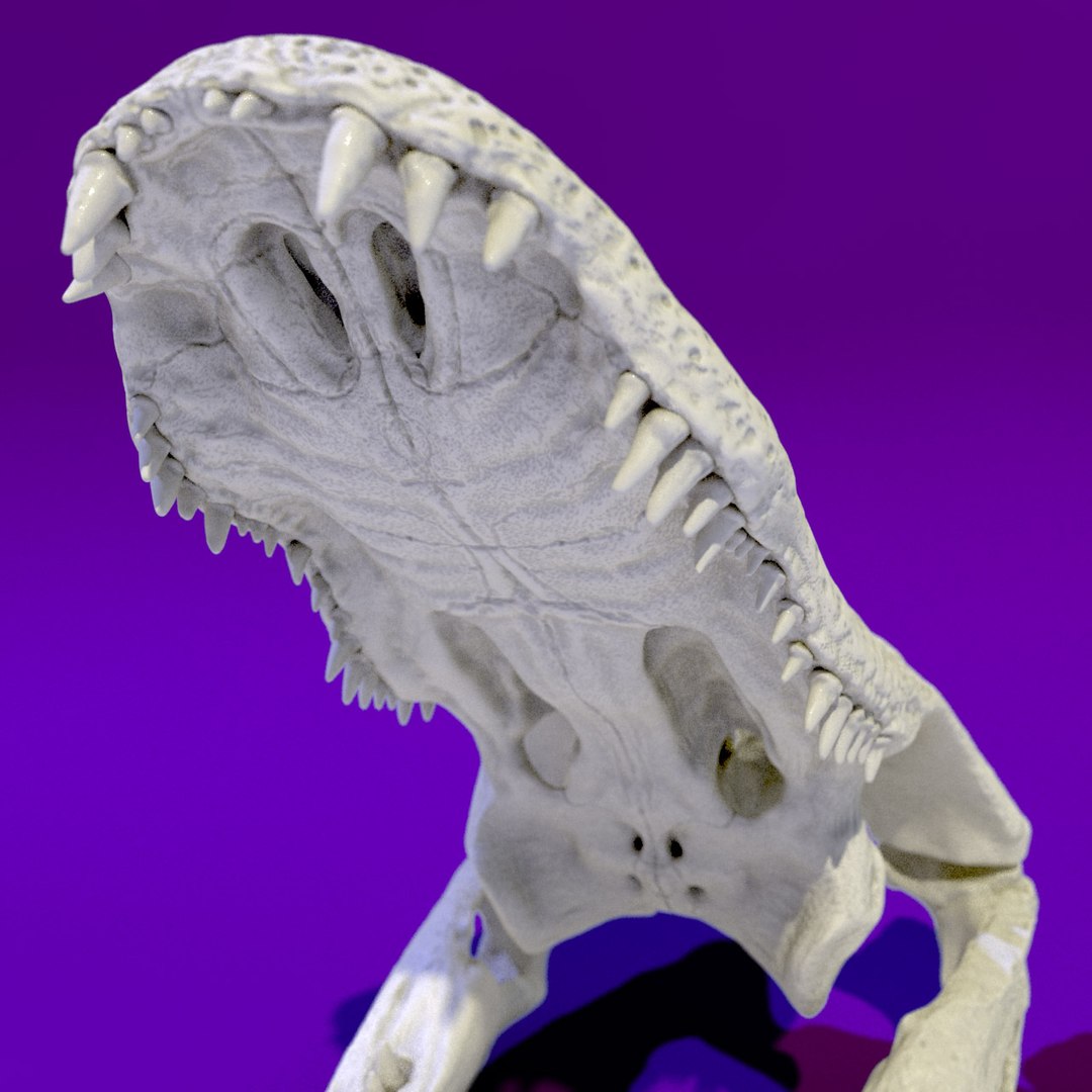 American Aligator Skull Bone 3D Model - TurboSquid 1350043