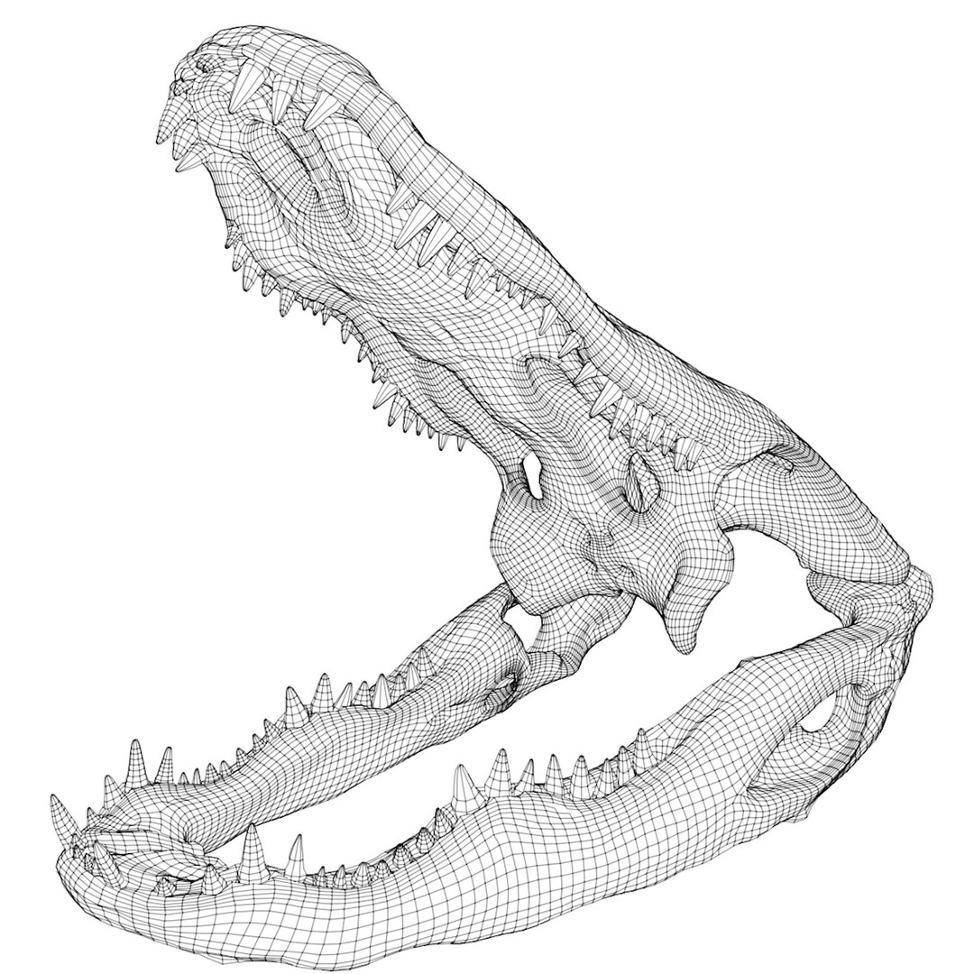 American Aligator Skull Bone 3D Model - TurboSquid 1350043