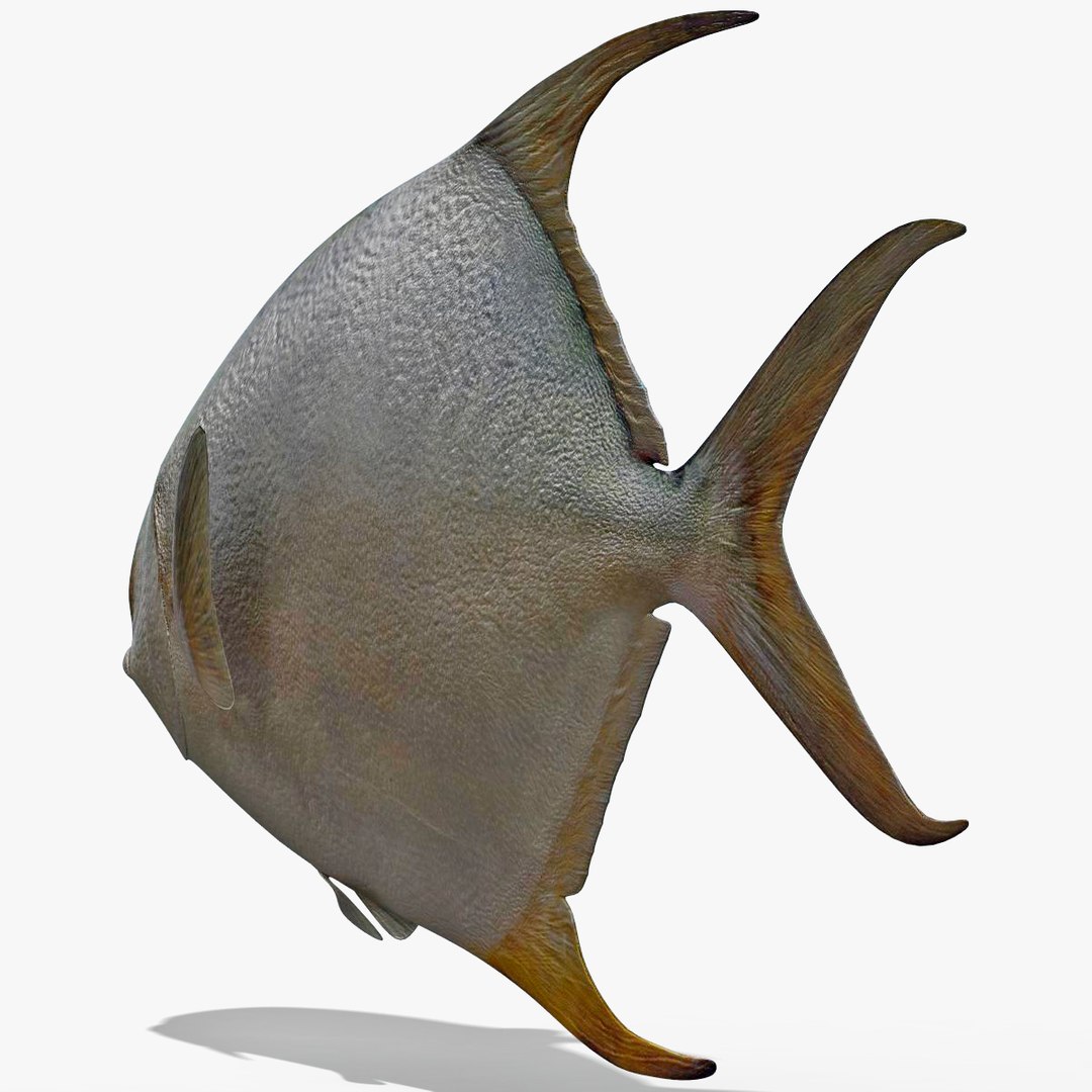 3d Model Permit Fish