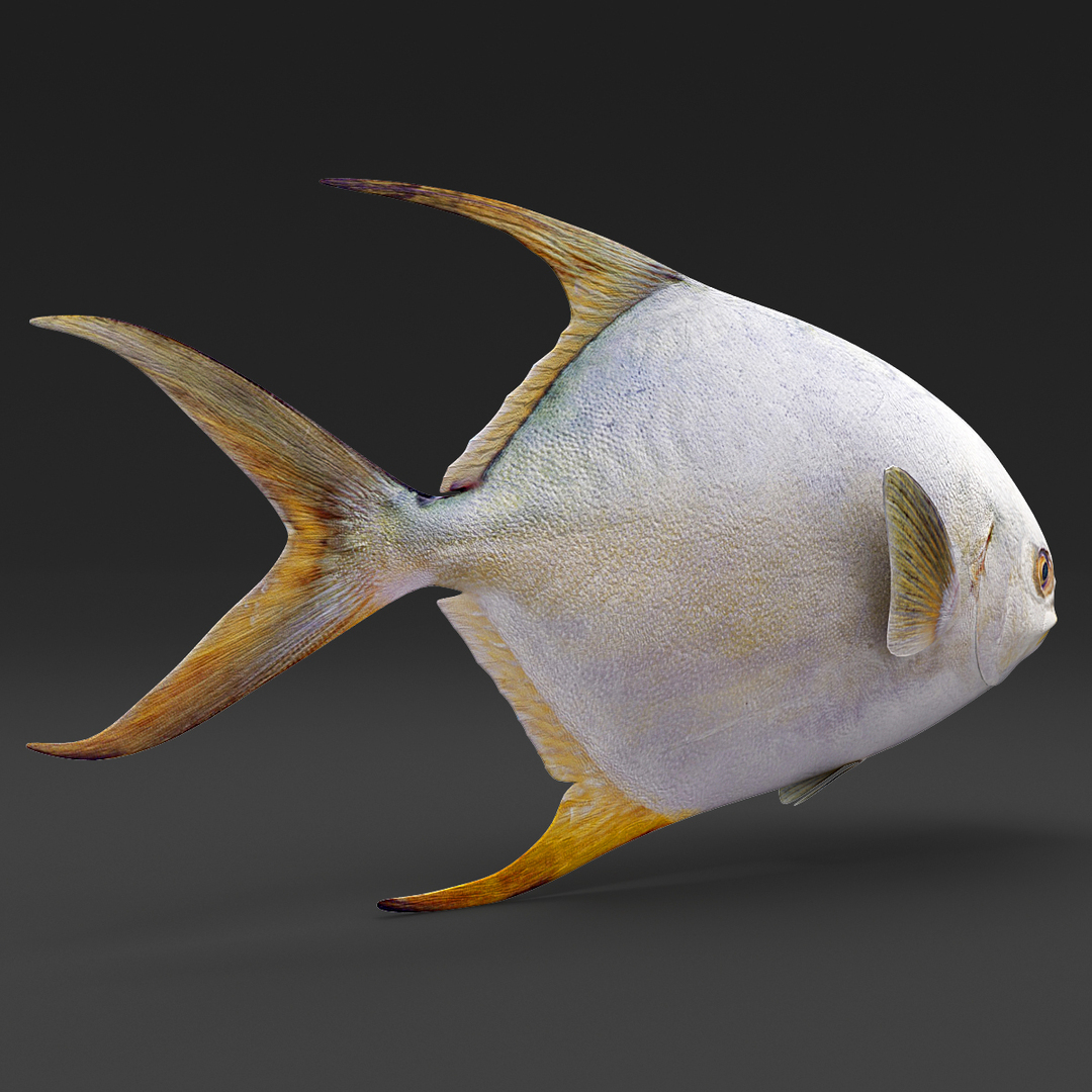 3d model permit fish