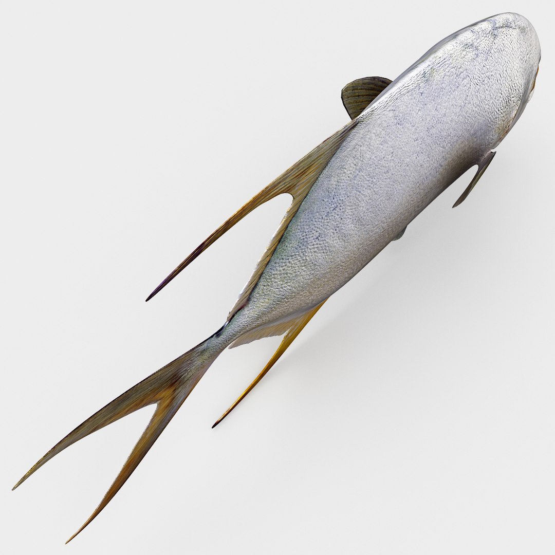 3d Model Permit Fish