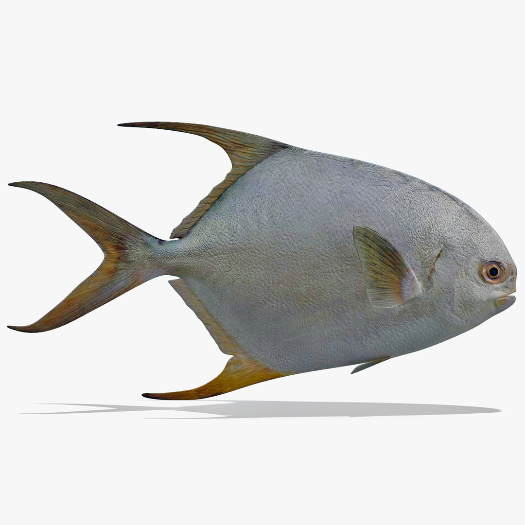 3d model permit fish