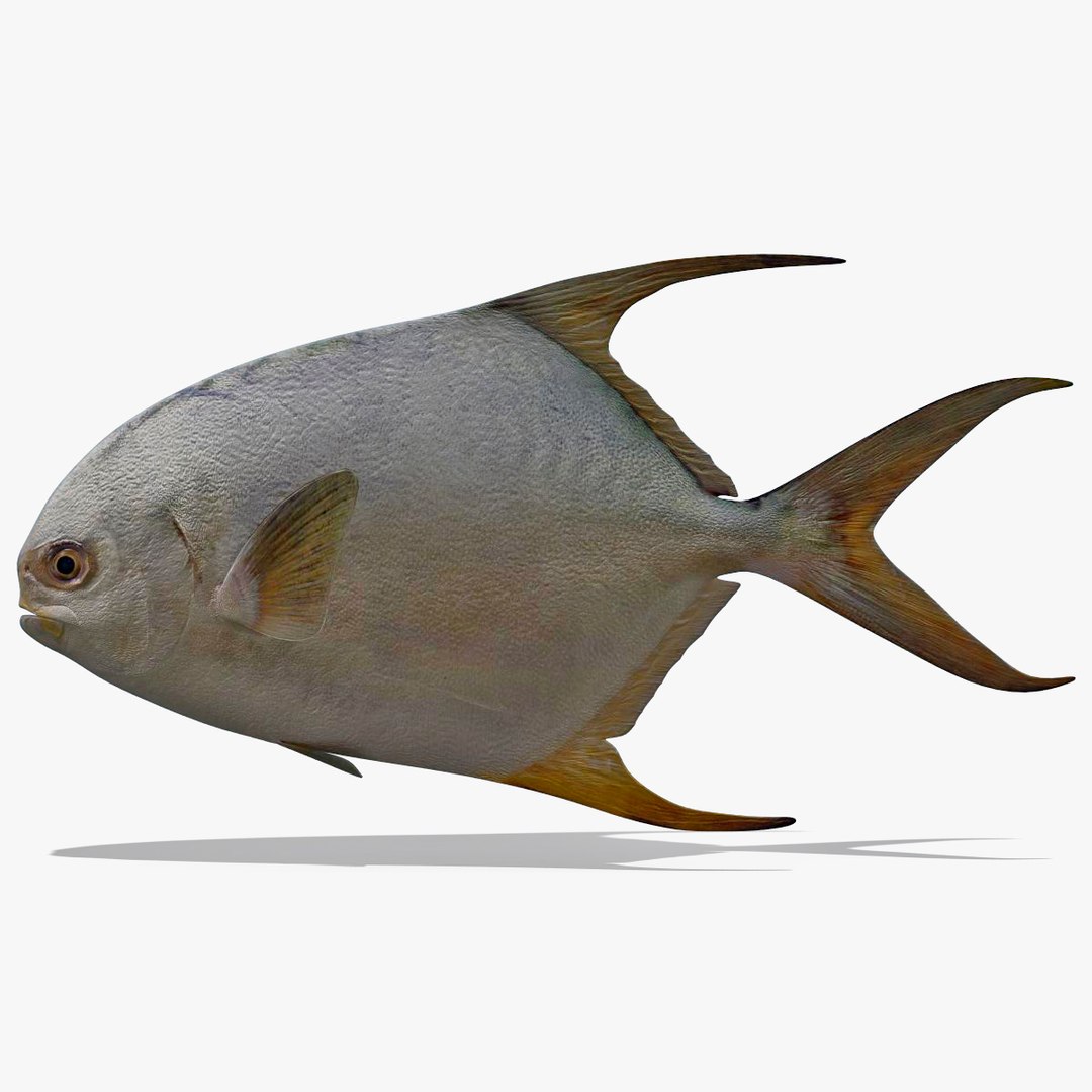 3d Model Permit Fish