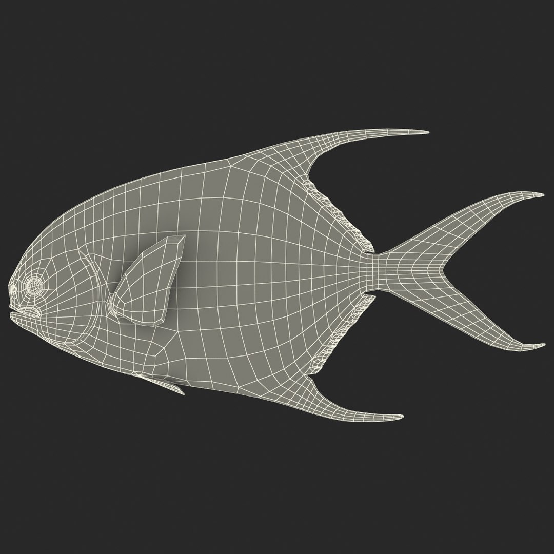 3d Model Permit Fish