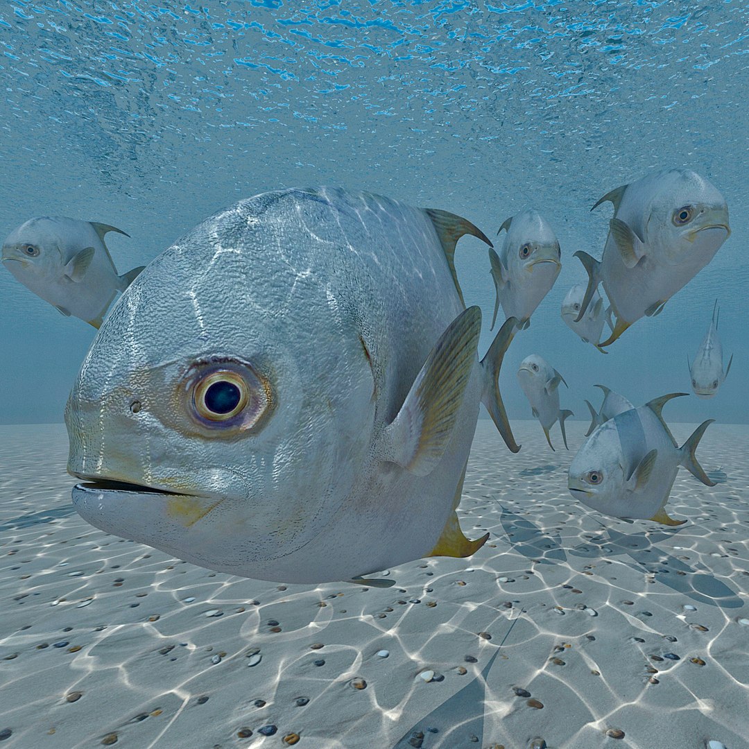 3d Model Permit Fish