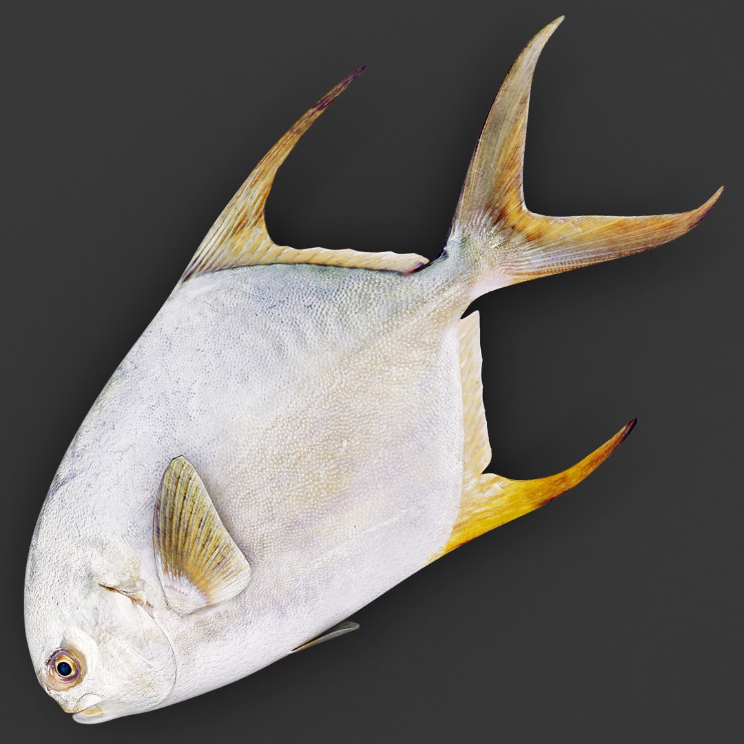 3d Model Permit Fish