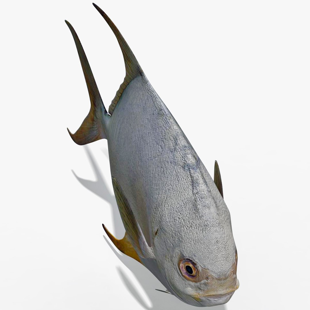 3d Model Permit Fish