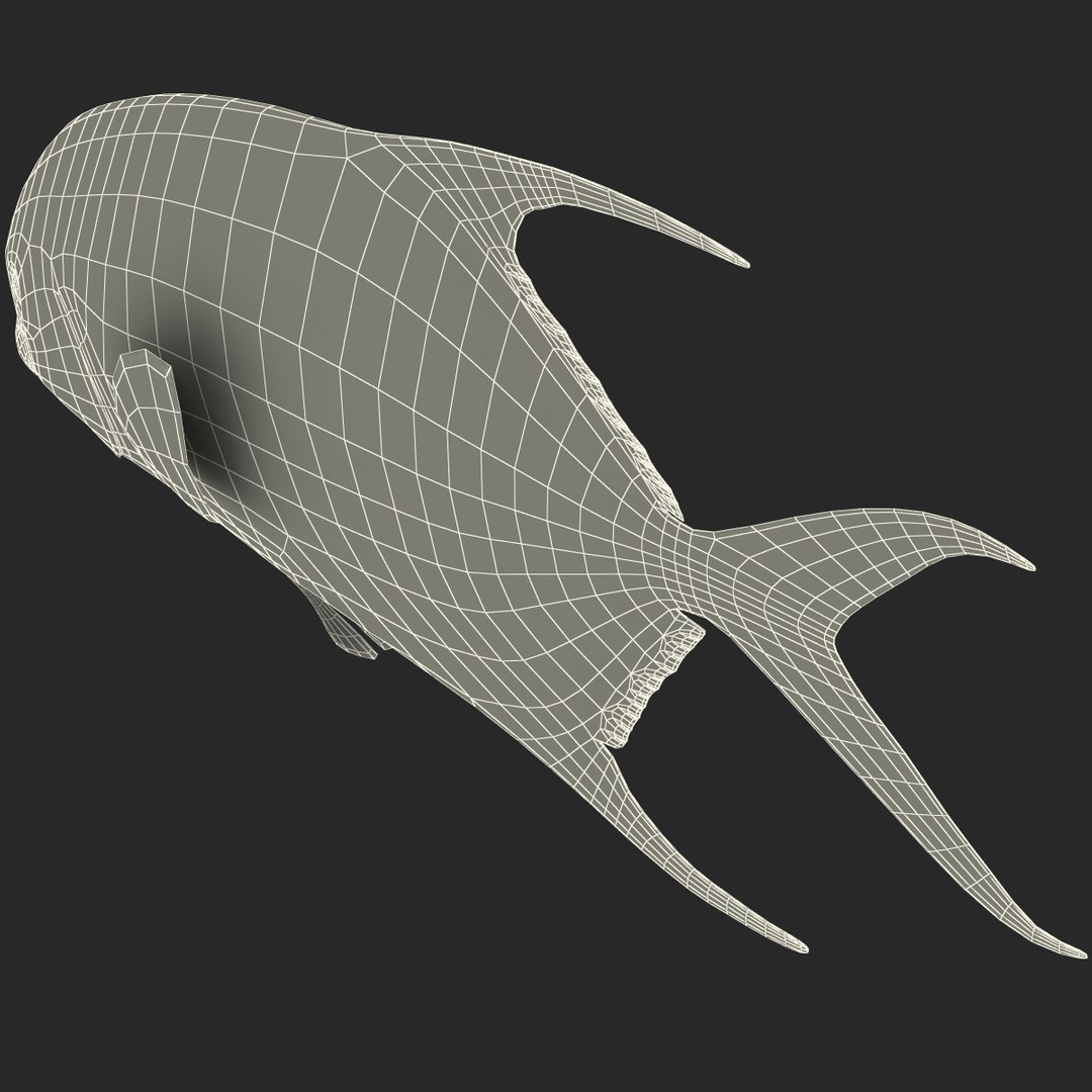 3d Model Permit Fish