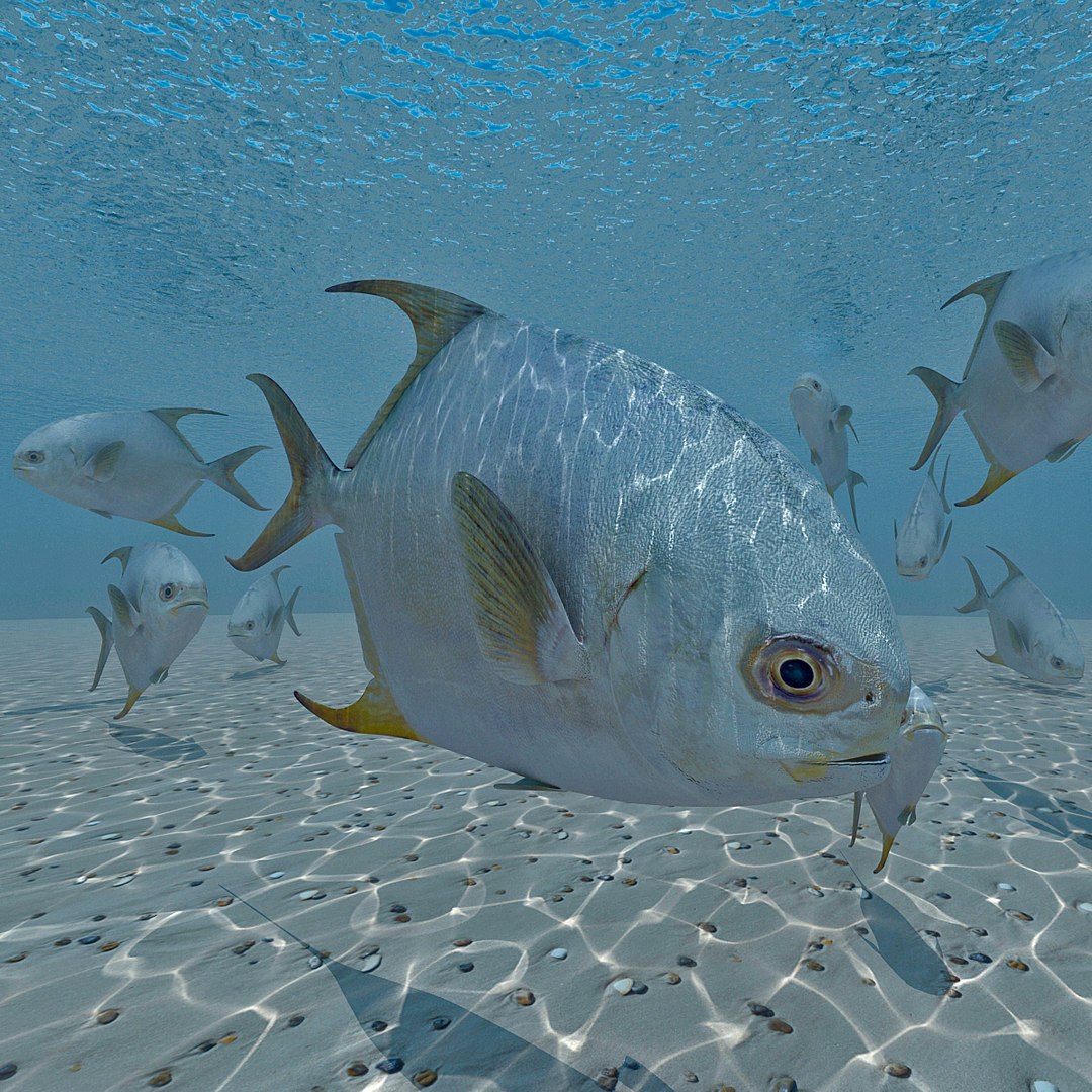 3d Model Permit Fish