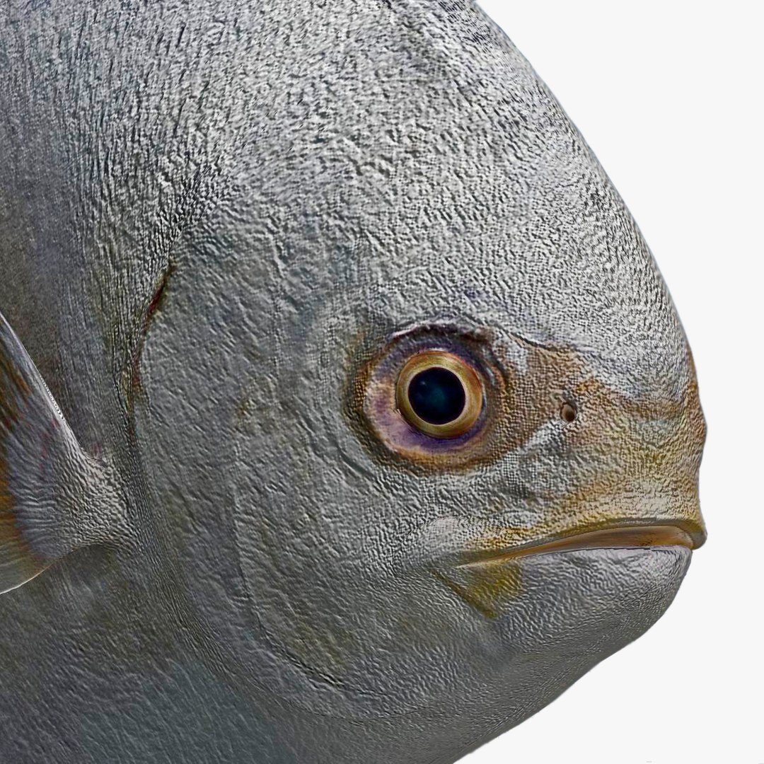 3d Model Permit Fish