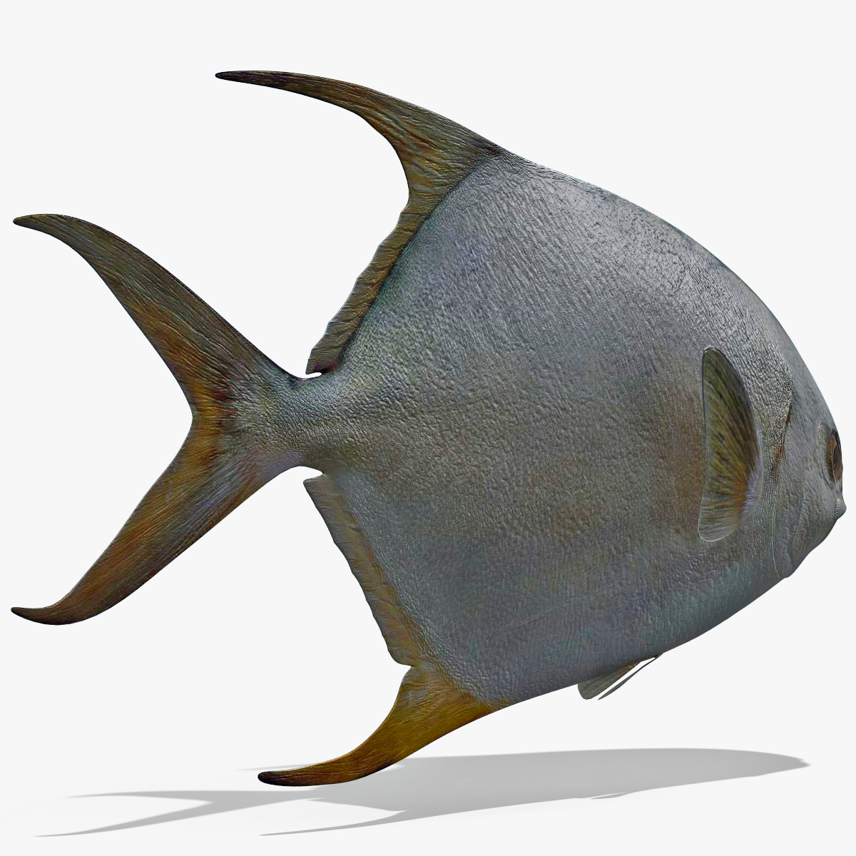 3d model permit fish