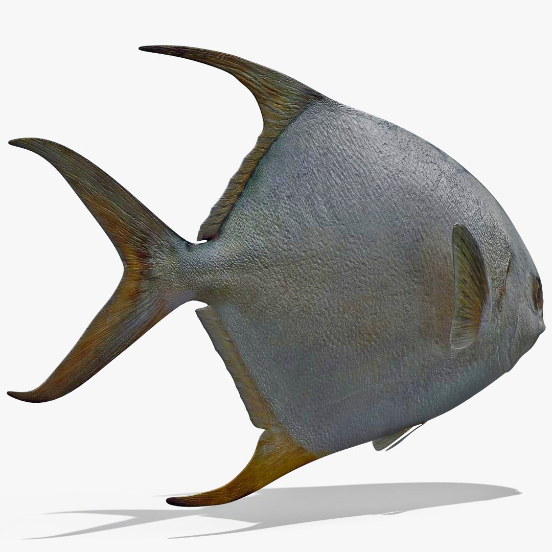 3d Model Permit Fish