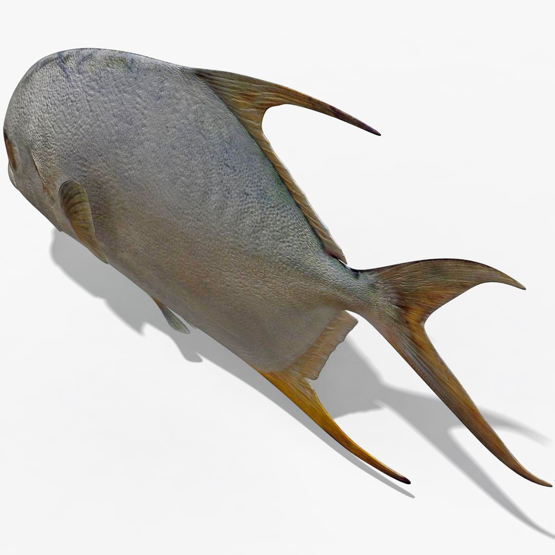 3d Model Permit Fish
