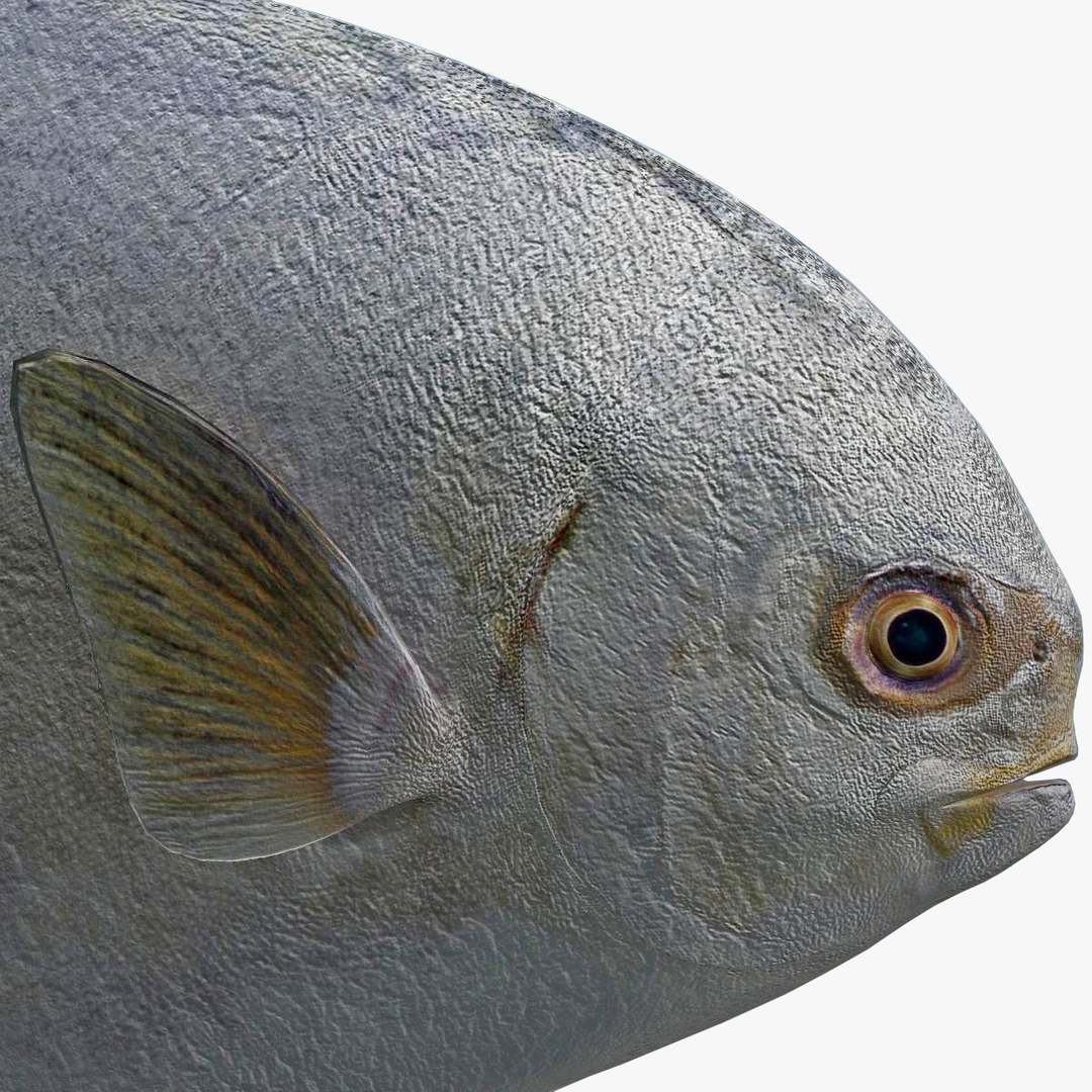 3d model permit fish