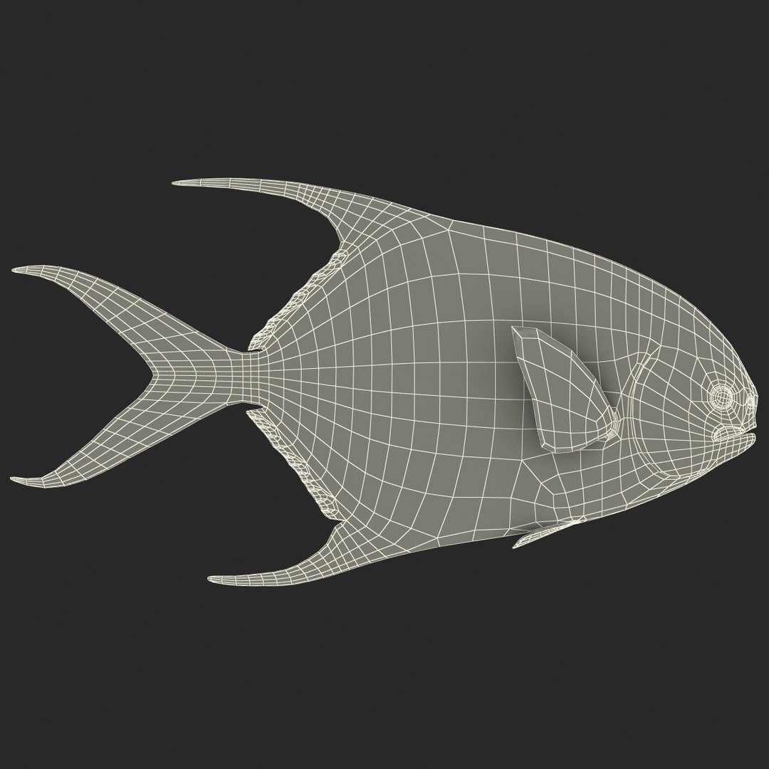 3d Model Permit Fish