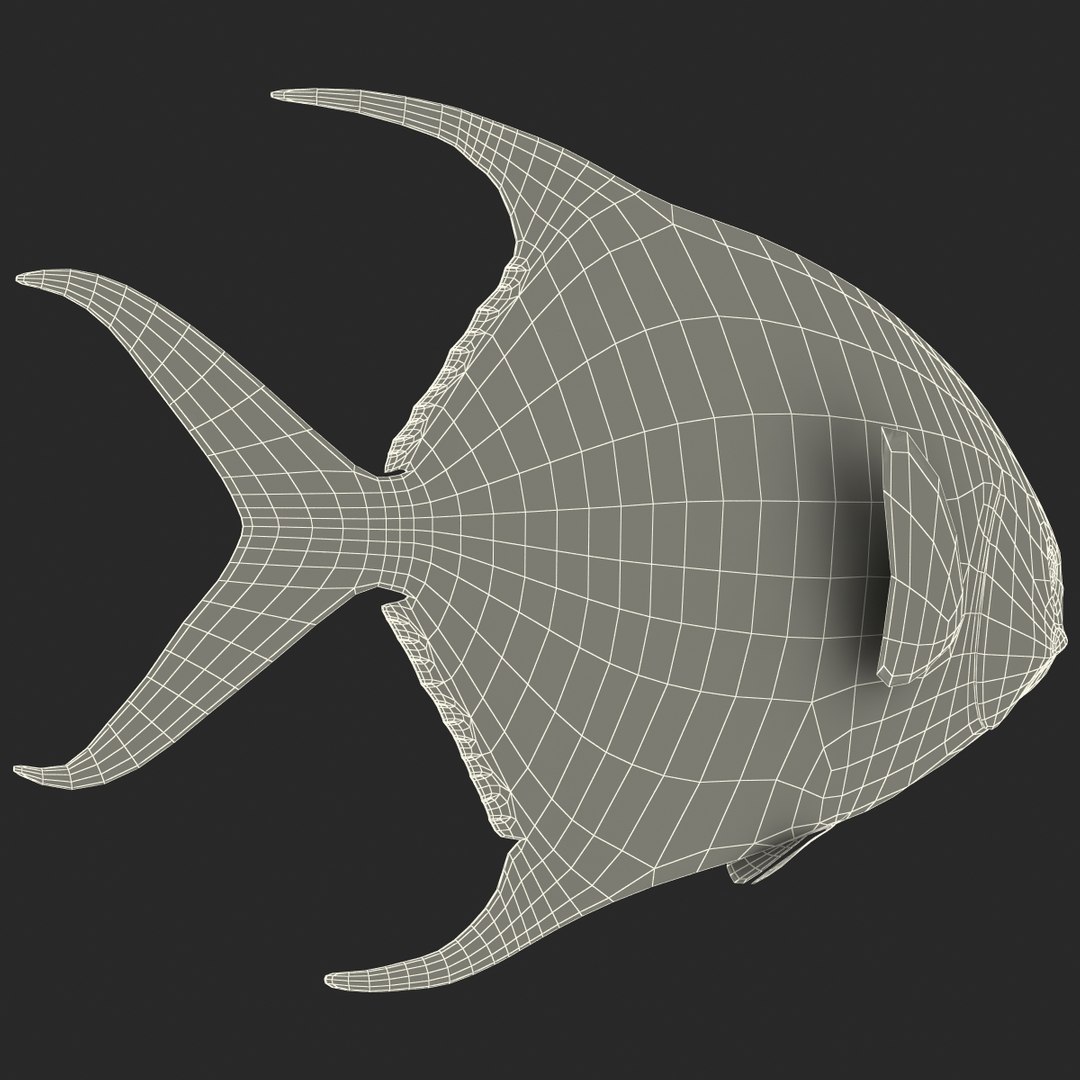 3d Model Permit Fish