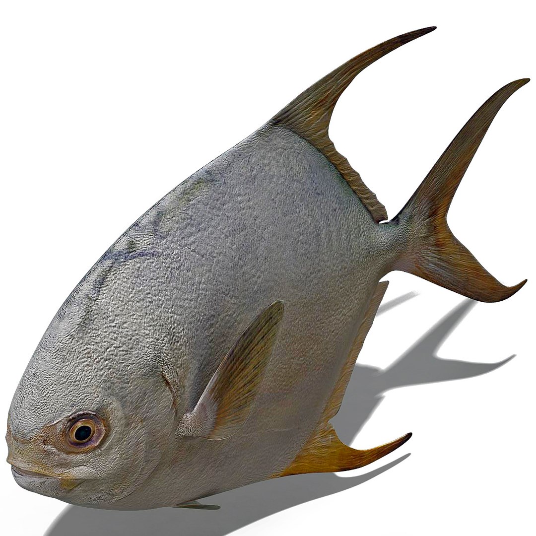 3d Model Permit Fish