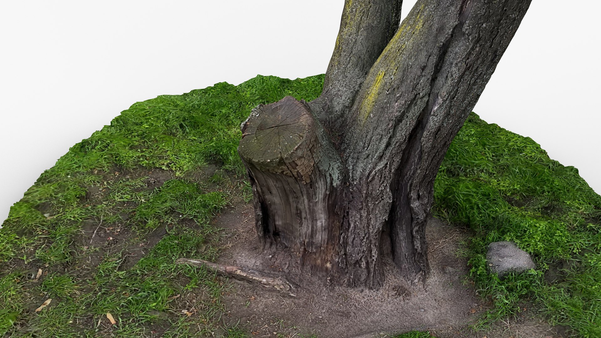 Photorealistic 3D Scan Of Tree Trunk 3D Model - TurboSquid 2398591