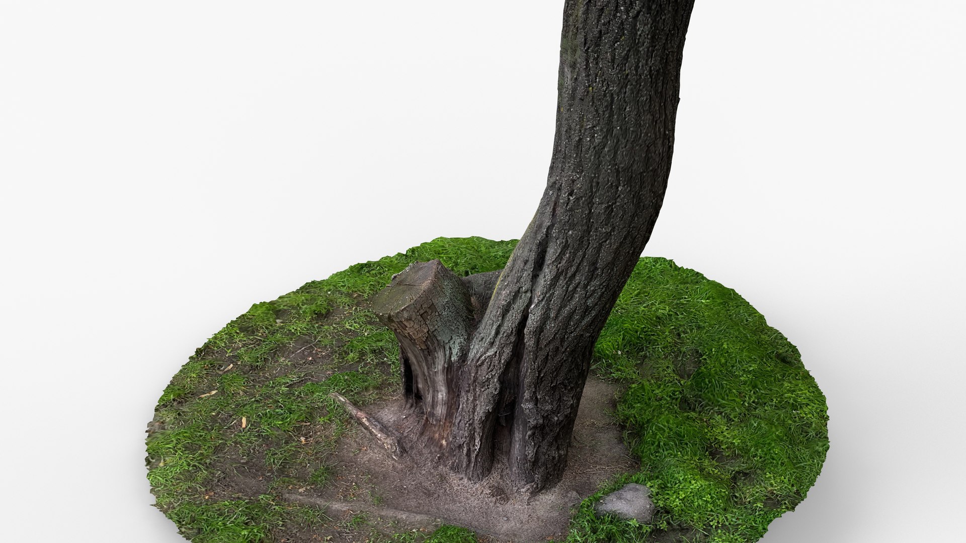 Photorealistic 3D Scan Of Tree Trunk 3D Model - TurboSquid 2398591