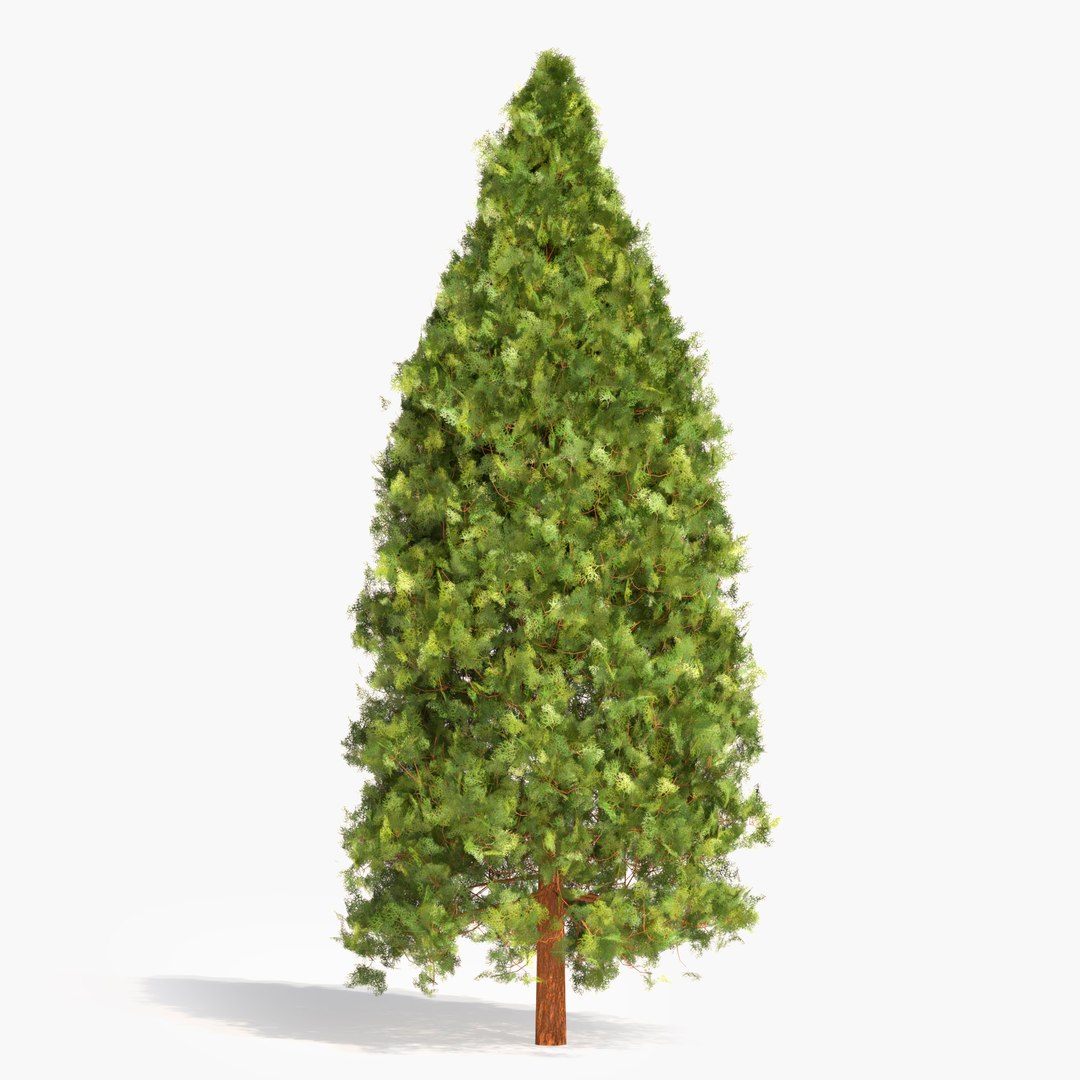 3D Garden Thuja - TurboSquid 1853629