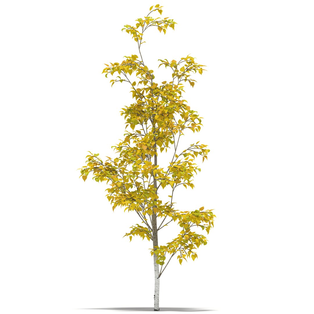 3d birch model