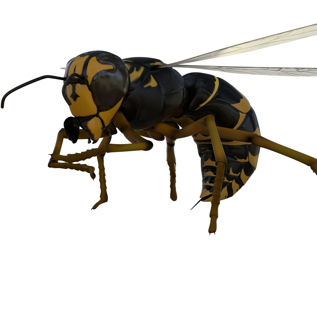 3D Wasp Rigged - TurboSquid 1311794