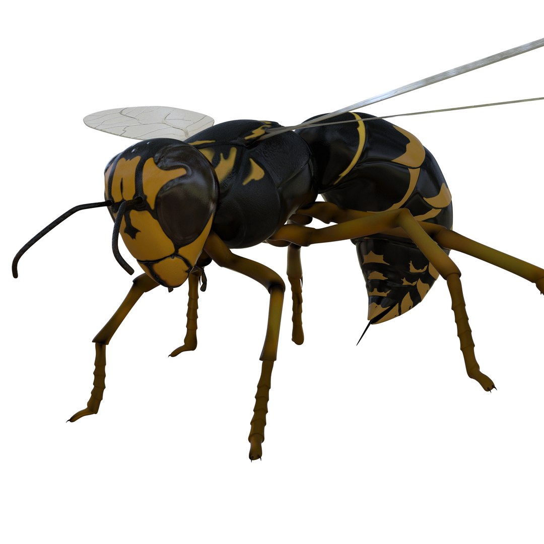 3D wasp rigged - TurboSquid 1311794