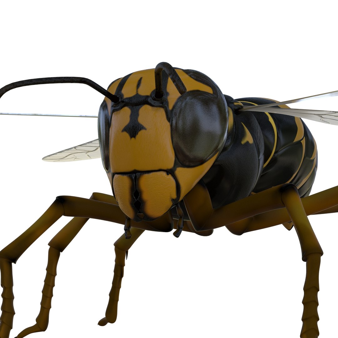 3D Wasp Rigged - TurboSquid 1311794