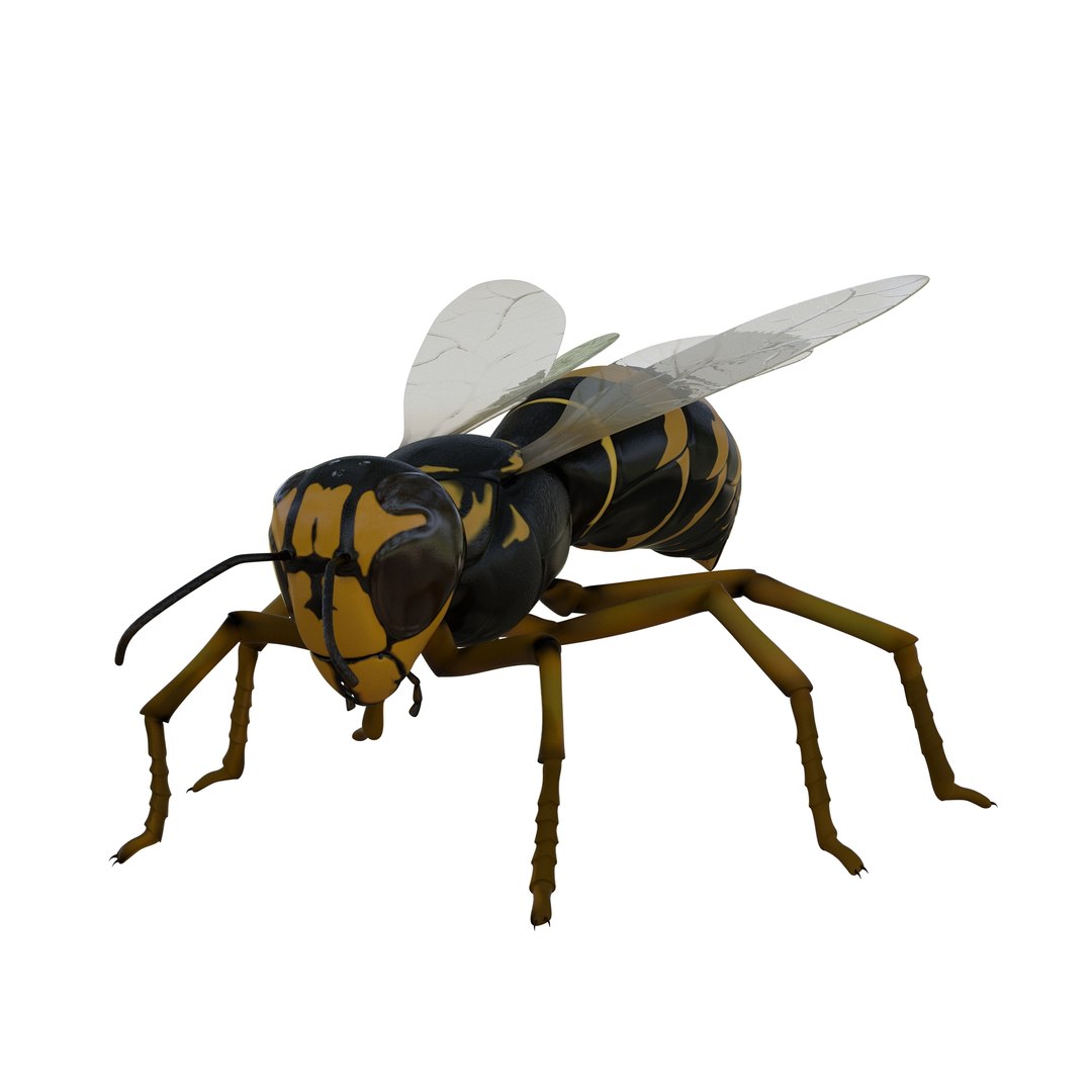 3D wasp rigged - TurboSquid 1311794