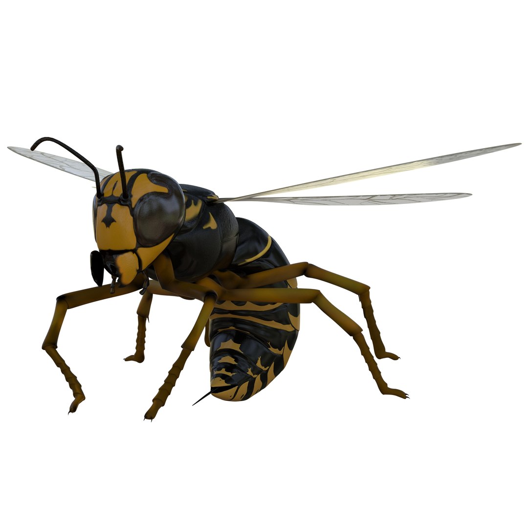 3D Wasp Rigged - TurboSquid 1311794